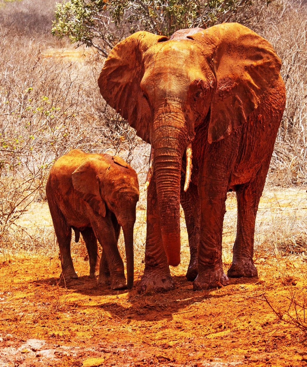 Kenya Elephants Safari Tsavo - Free photo on Pixabay - Pixabay