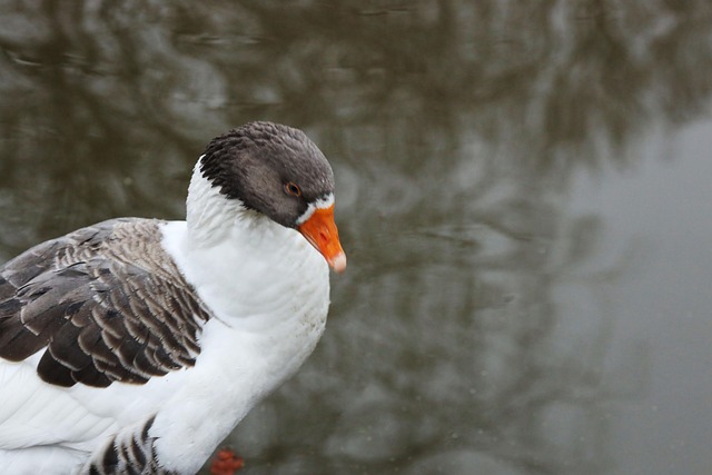 Geese Bird Animal - Free photo on Pixabay