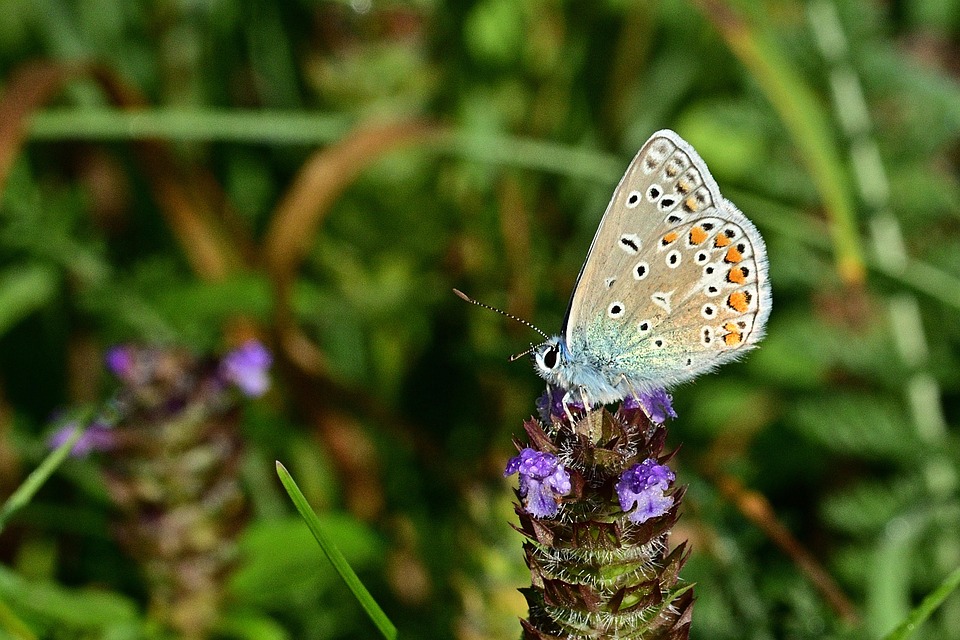 La Nature Papillon Bleuâtre - Photo gratuite sur Pixabay - Pixabay