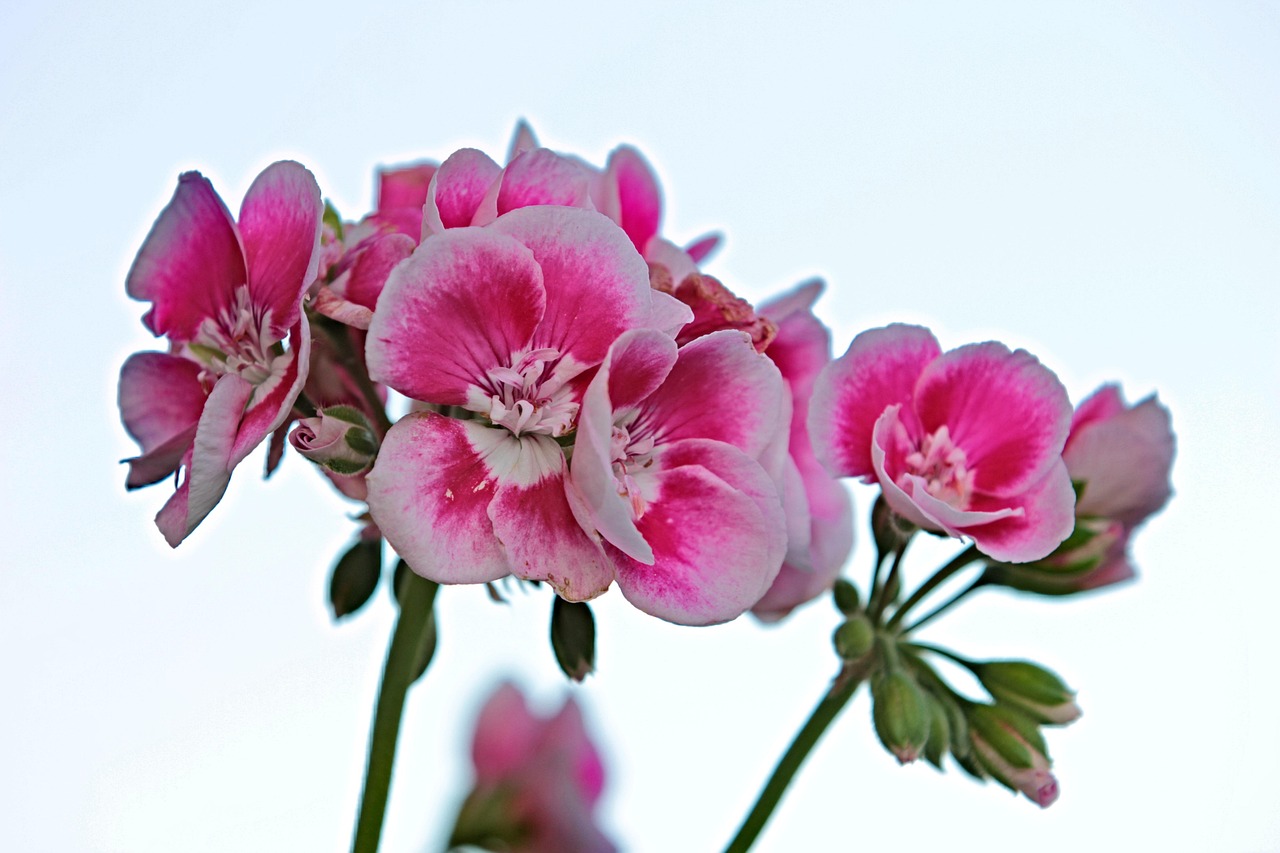 Çiçek Sardunya Bitki - Pixabay'de ücretsiz fotoğraf - Pixabay