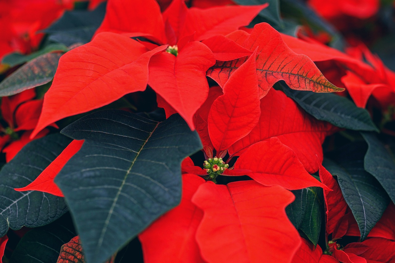 200+ Free Poinsettia & Christmas Photos - Pixabay