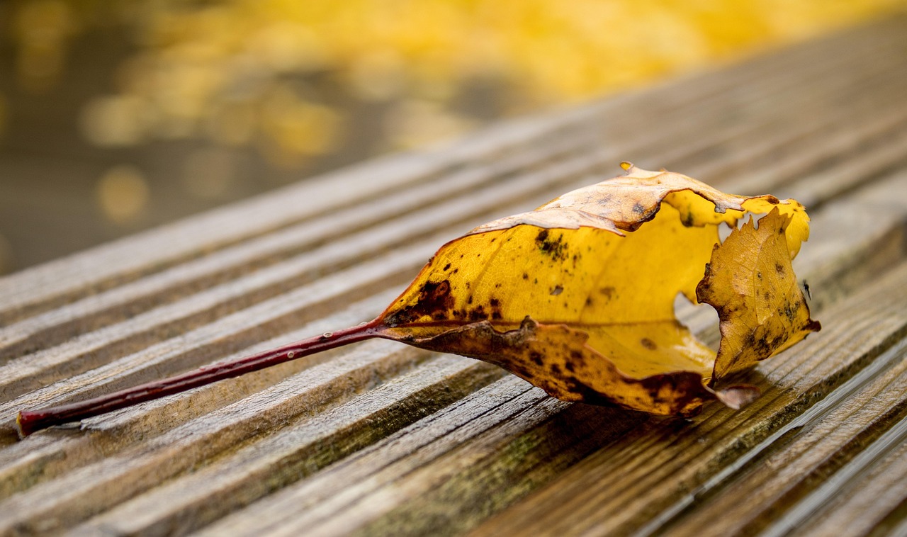 Más de 90 000 imágenes gratis de Autumn Attraction y Naturaleza - Pixabay