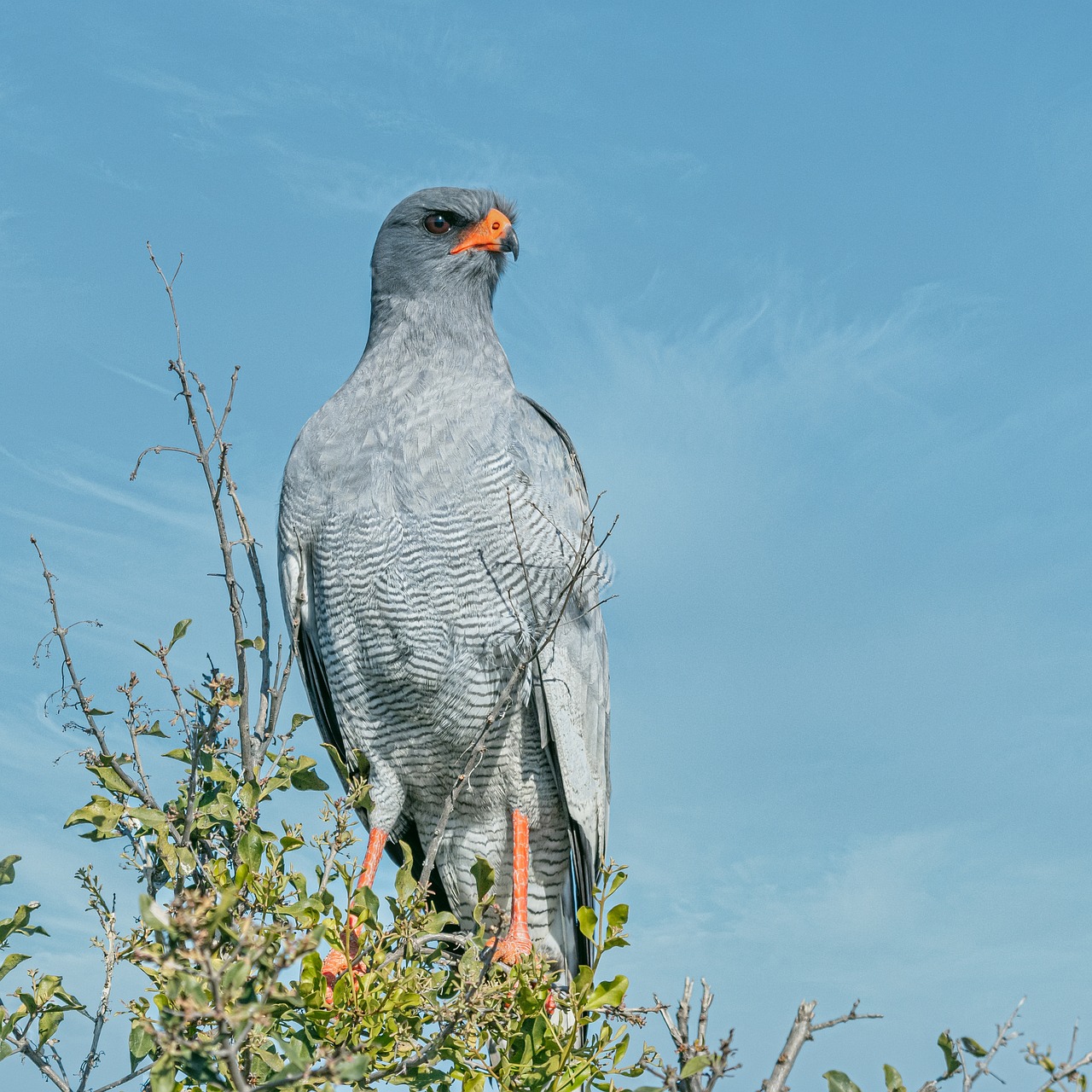 Burung Pemangsa Biru - Foto gratis di Pixabay - Pixabay