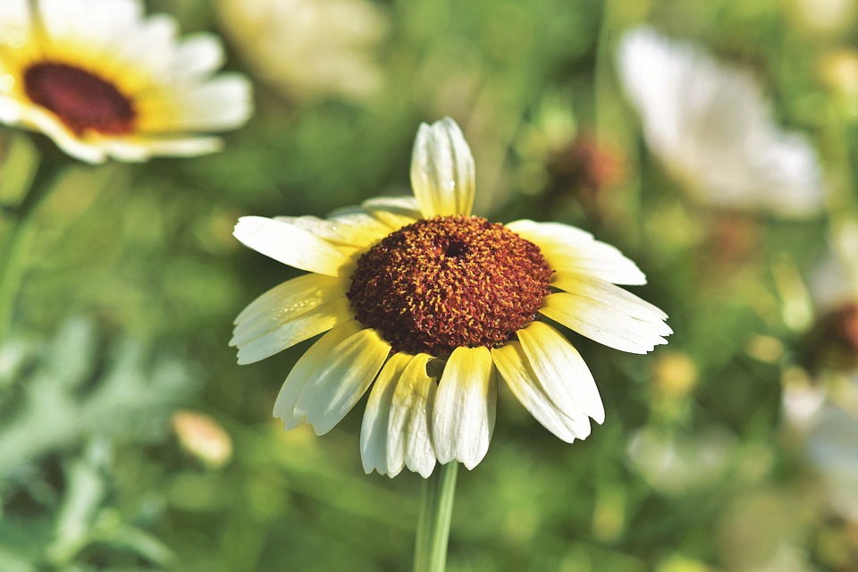 Margarite Blossom Bloom - Free photo on Pixabay - Pixabay