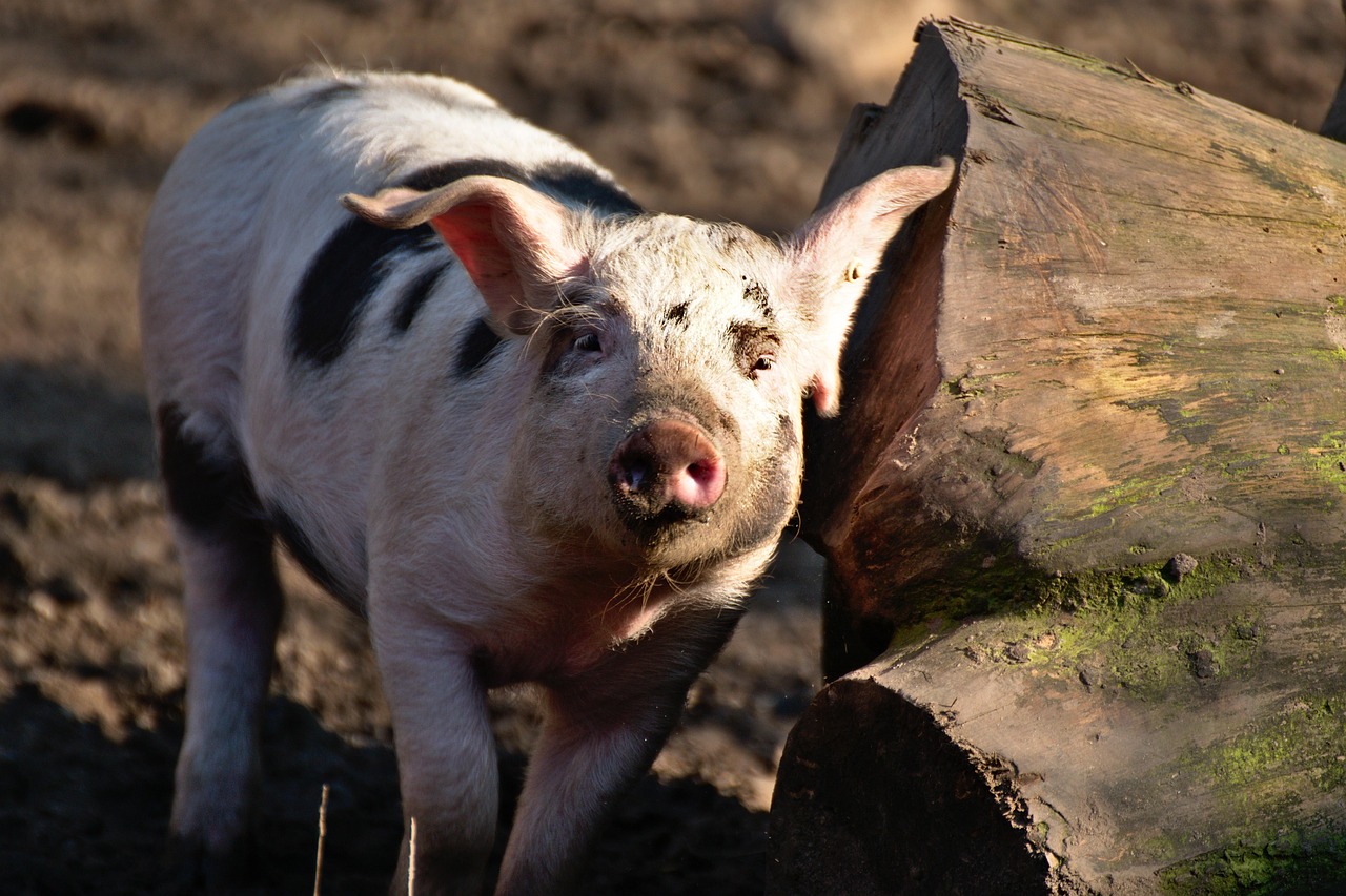 700+ Free Piglets & Pig Images - Pixabay