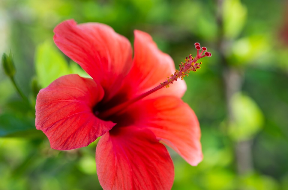 Flower Anthers Buds - Free photo on Pixabay - Pixabay