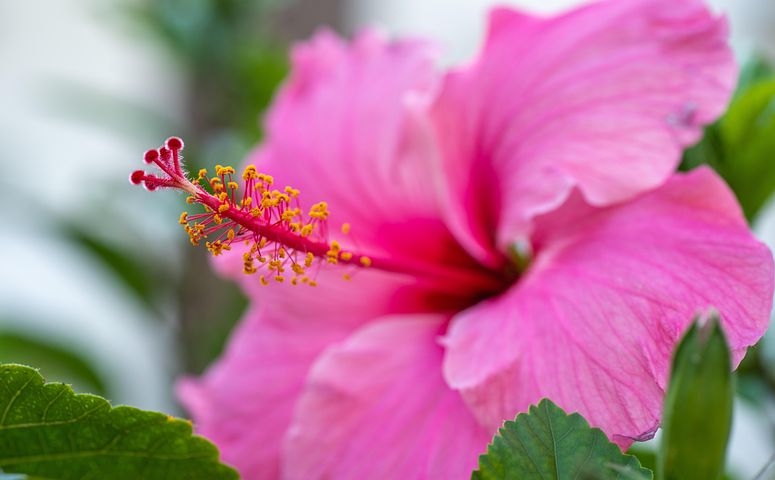 100+ Free 꽃밥 & Anthers Images - Pixabay