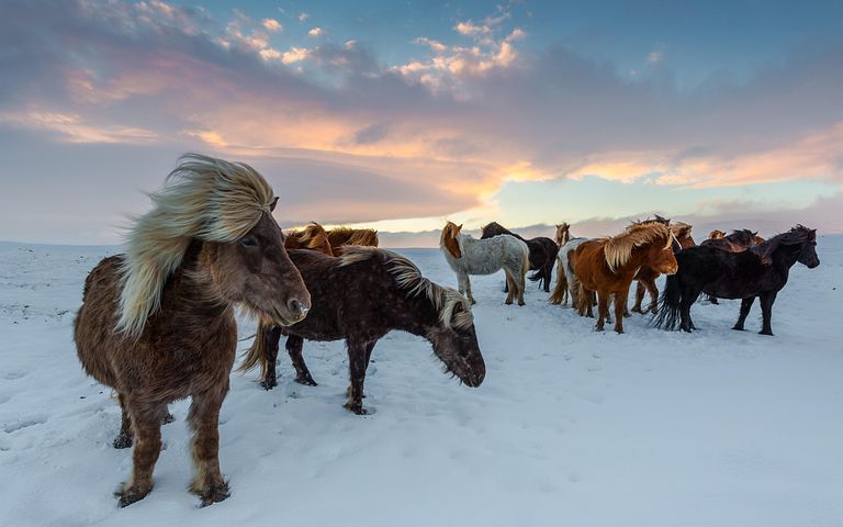 70+ kostenlose Islandpferd und Islandpony-Bilder - Pixabay
