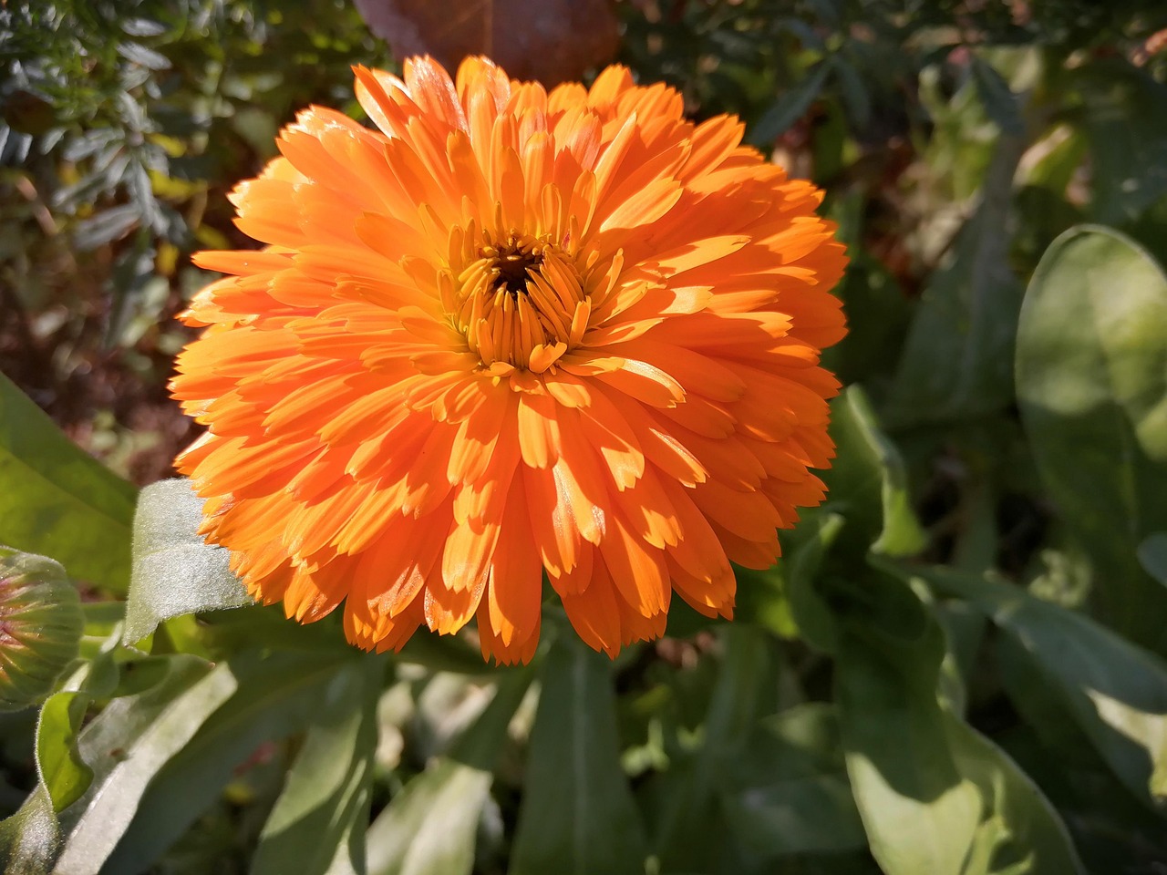 La Nature Jardin Fleur - Photo gratuite sur Pixabay - Pixabay