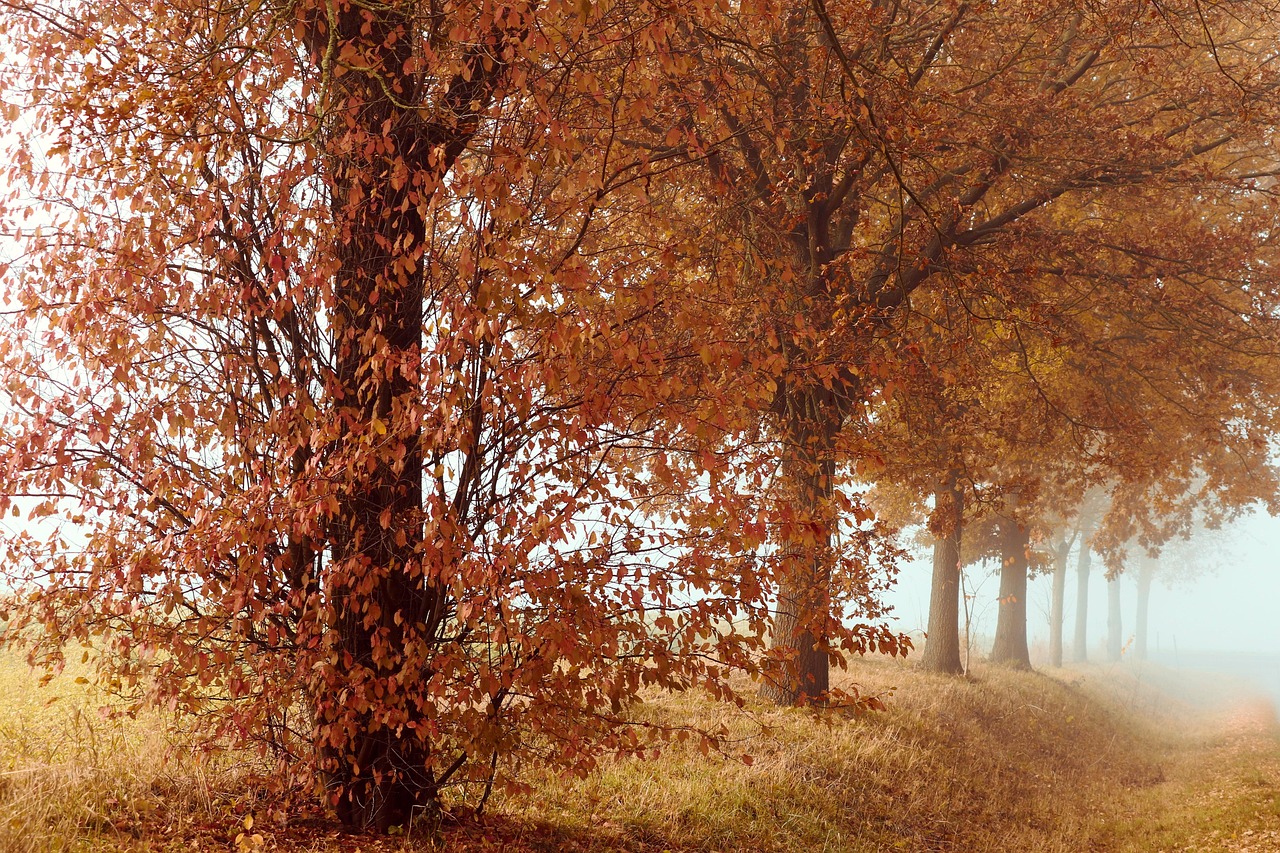 Avenue Fog Trees - Free photo on Pixabay - Pixabay
