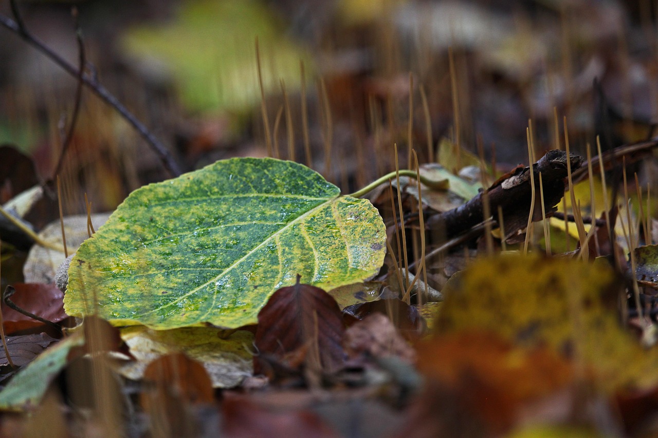 Fall Autumn Leaves Forest Floor - Free photo on Pixabay - Pixabay