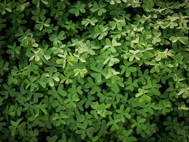 Clover Field Nature - Free photo on Pixabay - Pixabay