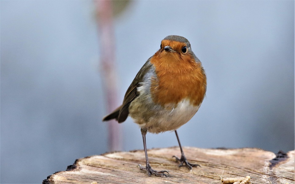 Bird Animal Small - Free photo on Pixabay - Pixabay