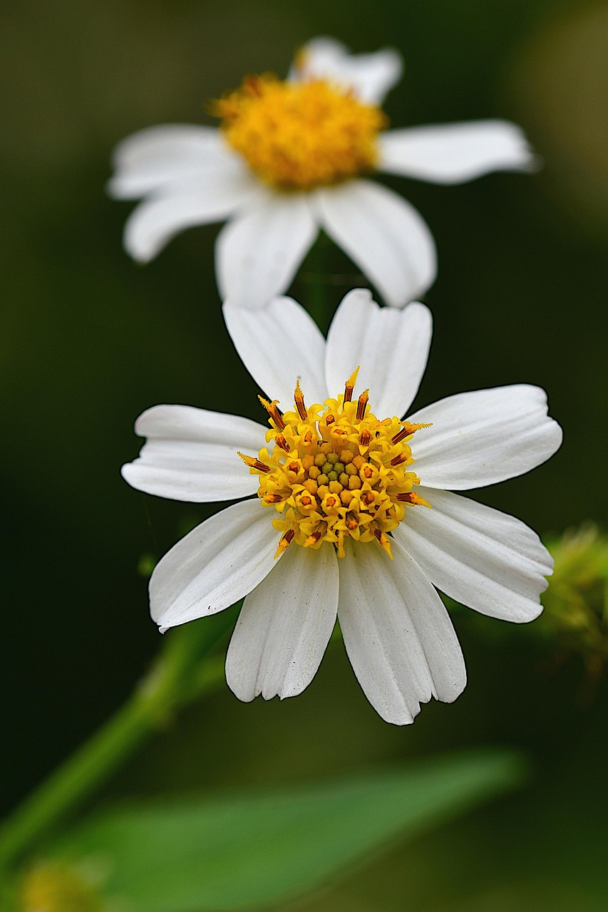 Daisy Wild Lowers Meadow Flowers - Free photo on Pixabay - Pixabay