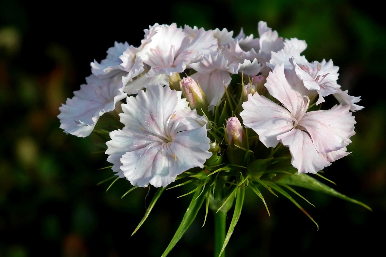 Gożdziki Stone Flowers White - Free photo on Pixabay - Pixabay