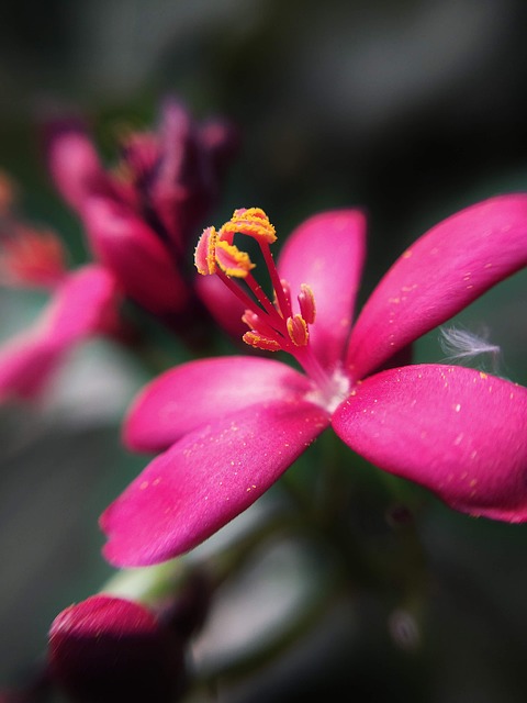 Rot Blumen Blüte - Kostenloses Foto auf Pixabay - Pixabay