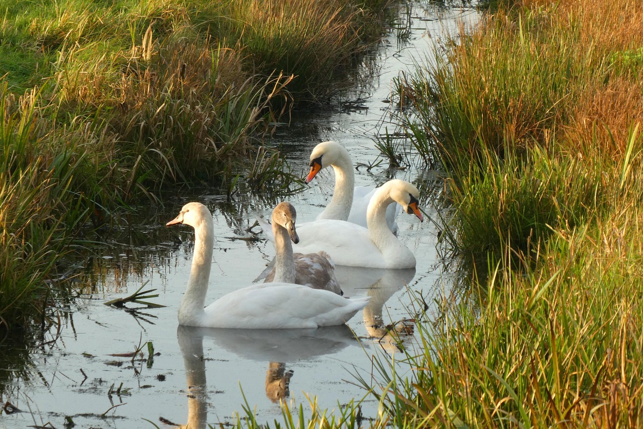 600+ Free Ditch & Nature Images - Pixabay