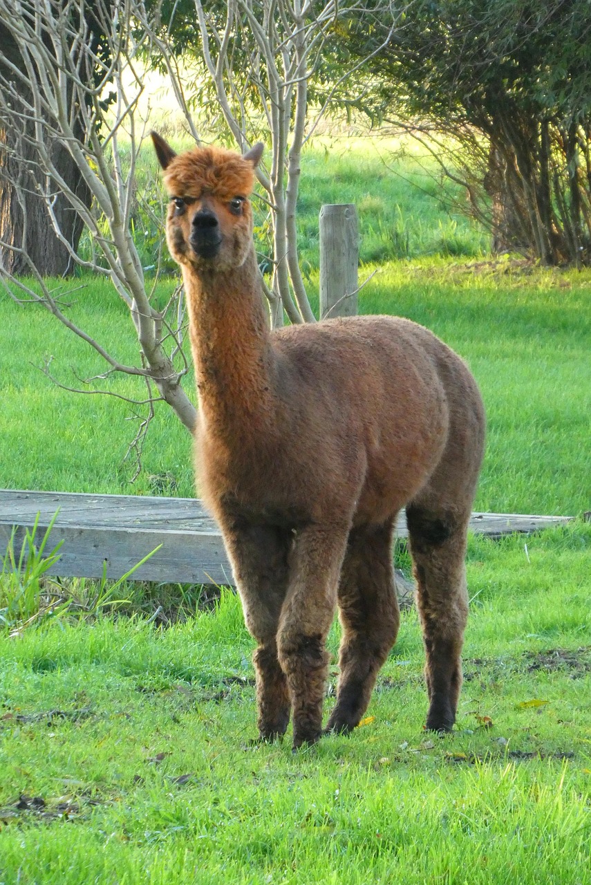 1,000+ Alpaca Pictures and Photos in HD - Pixabay