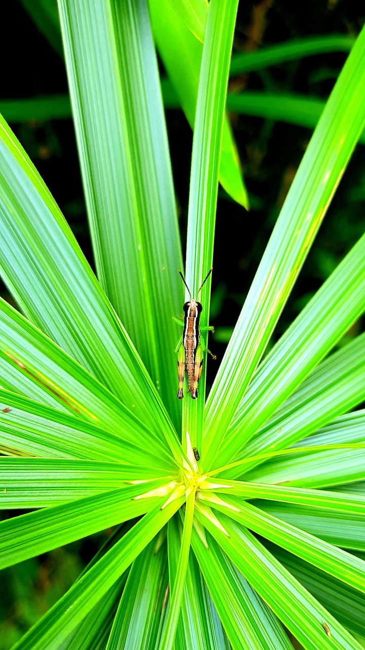 Vert Voler - Photo gratuite sur Pixabay - Pixabay