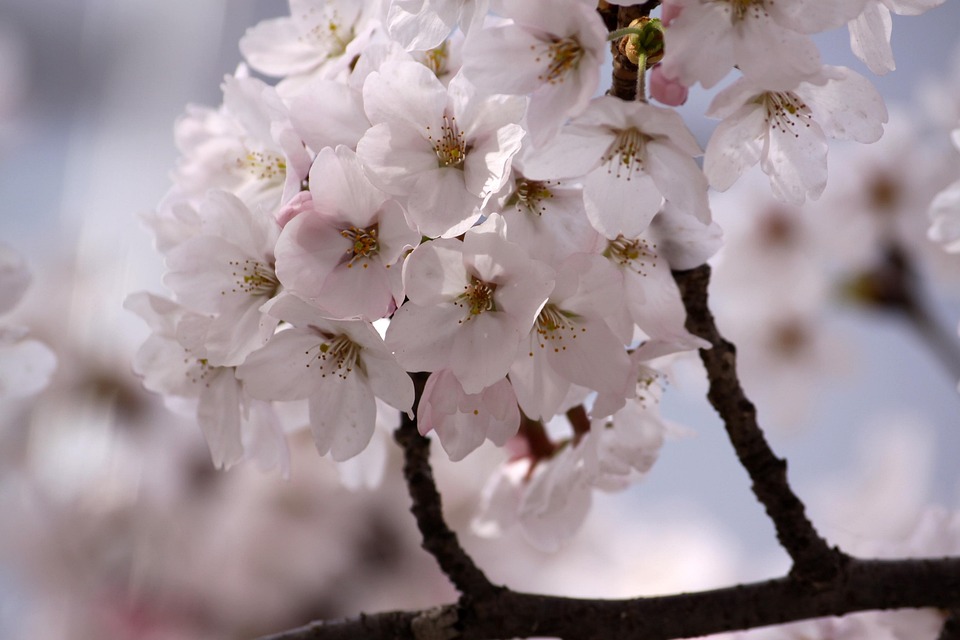 Plum Blossom Flower Spring - Free photo on Pixabay