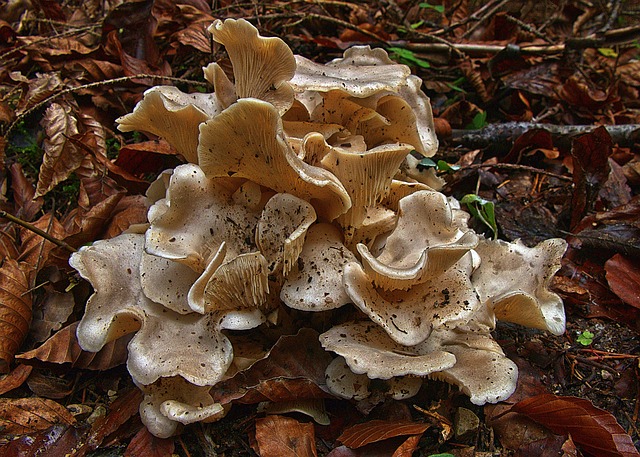 Mushrooms Disc Fungus Fruiting - Free photo on Pixabay - Pixabay