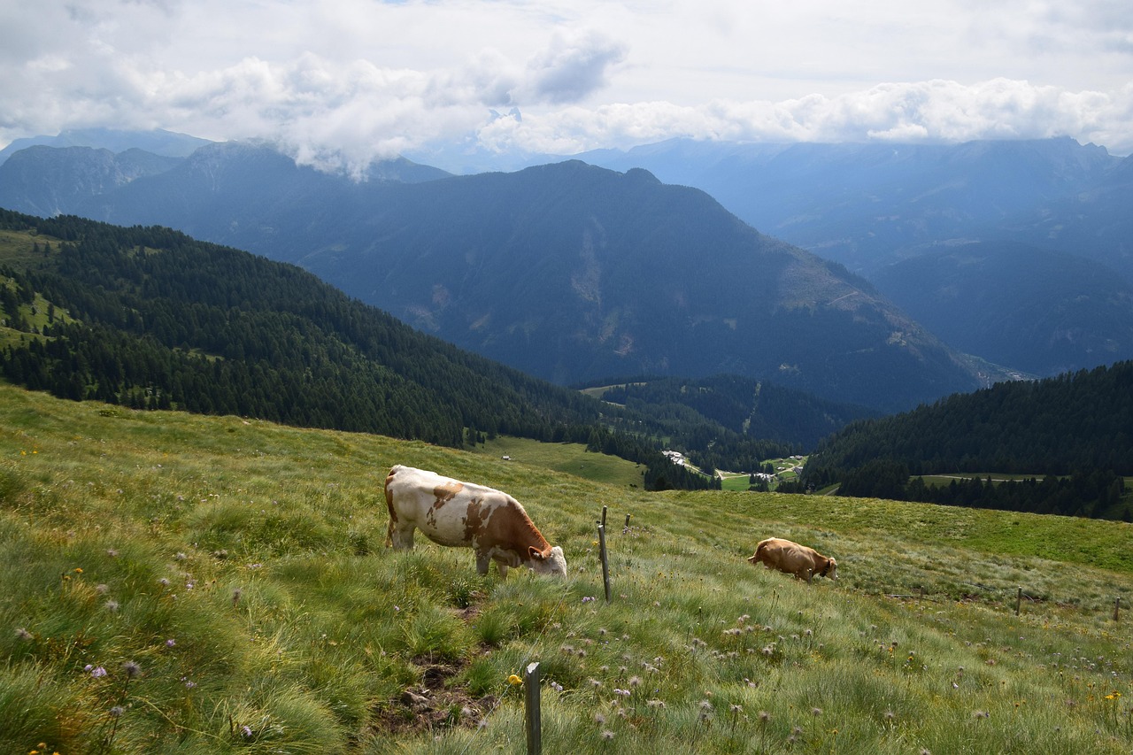 Panorama Natureza Vaca - Foto gratuita no Pixabay - Pixabay