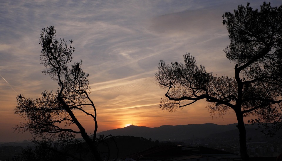 Barcelona West Trees - Free photo on Pixabay
