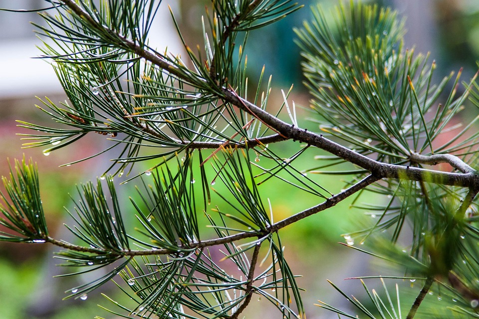 Hello March Seasons Nature - Free photo on Pixabay - Pixabay