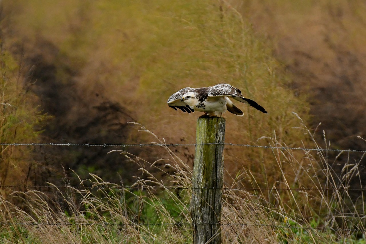 Common Buzzard Bird Of Prey Hunter - Free photo on Pixabay - Pixabay