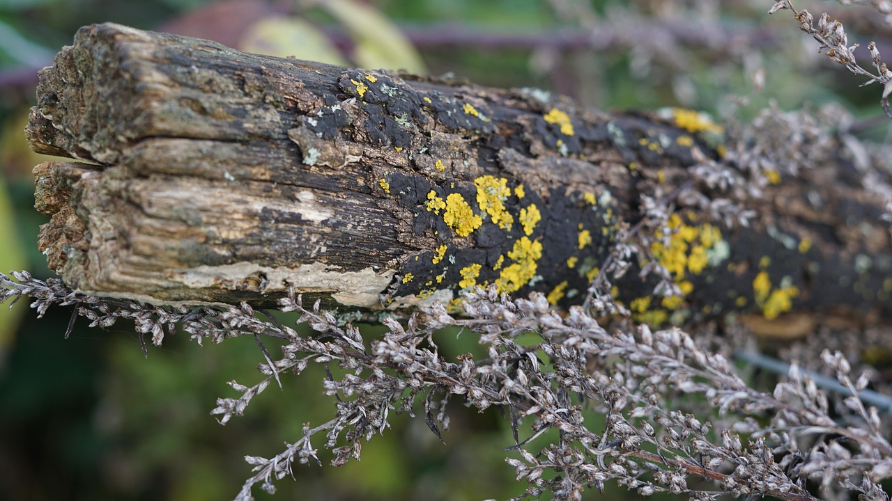 Background Lichen Wooden Posts - Free photo on Pixabay - Pixabay
