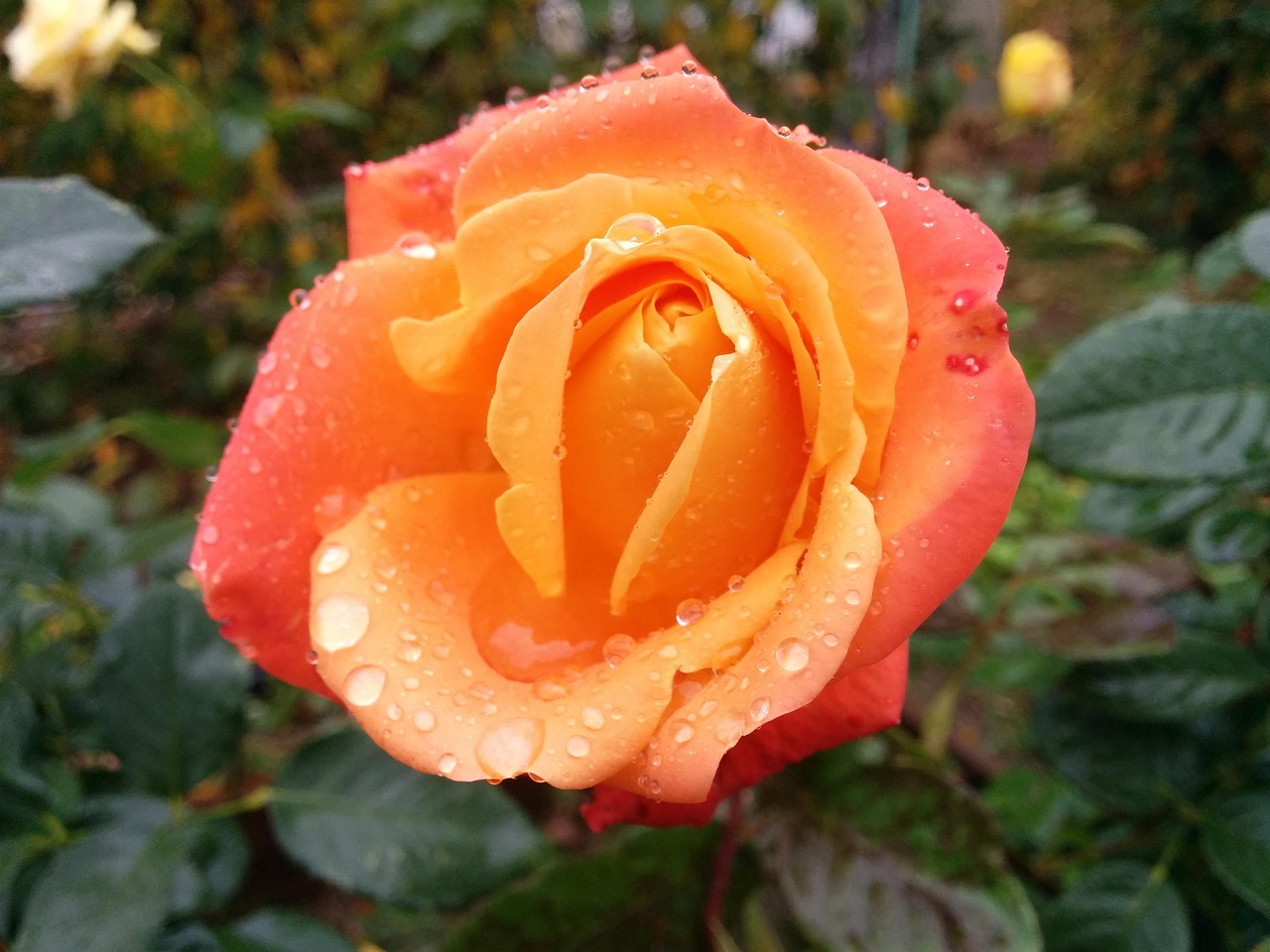 Die Natur Garten Blume - Kostenloses Foto auf Pixabay - Pixabay