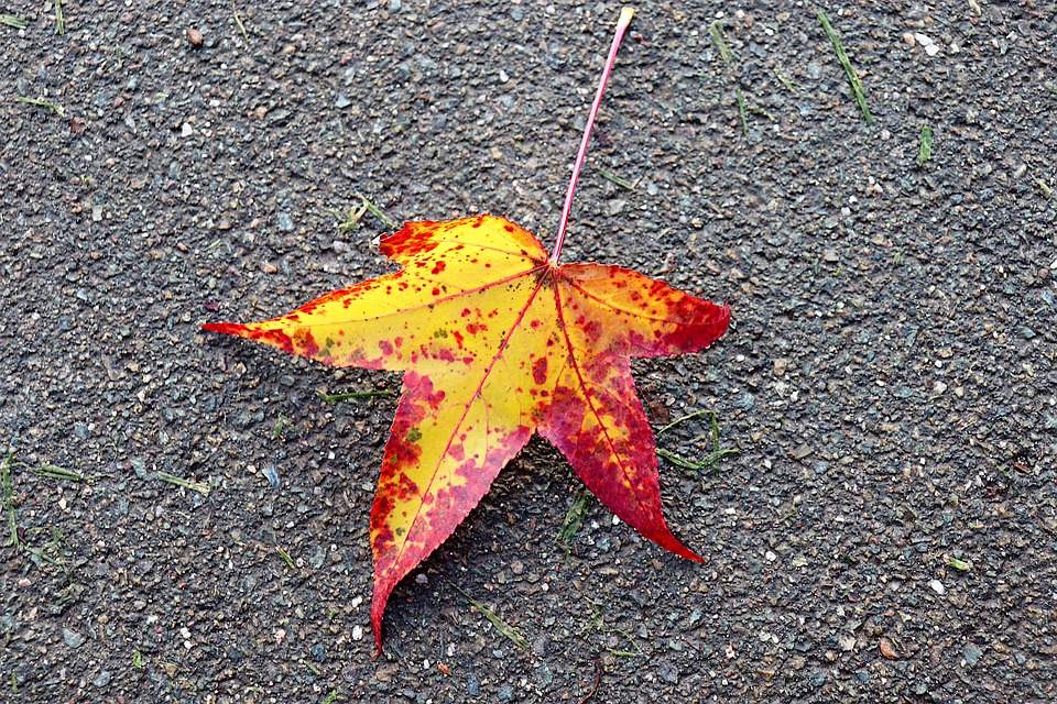 Jesienne Liście Kolory Jesieni - Darmowe zdjęcie na Pixabay
