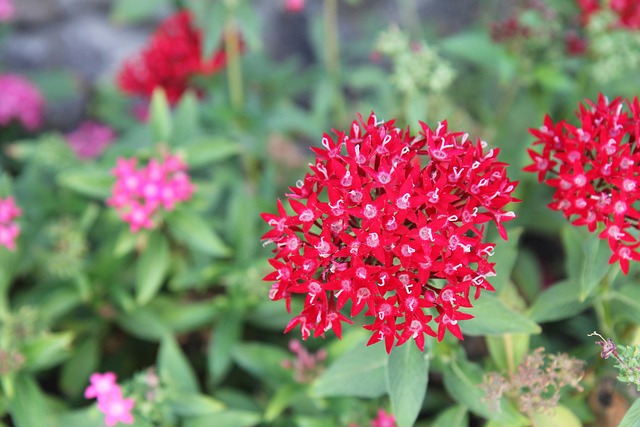 以色列 花 - Pixabay上的免费照片 - Pixabay