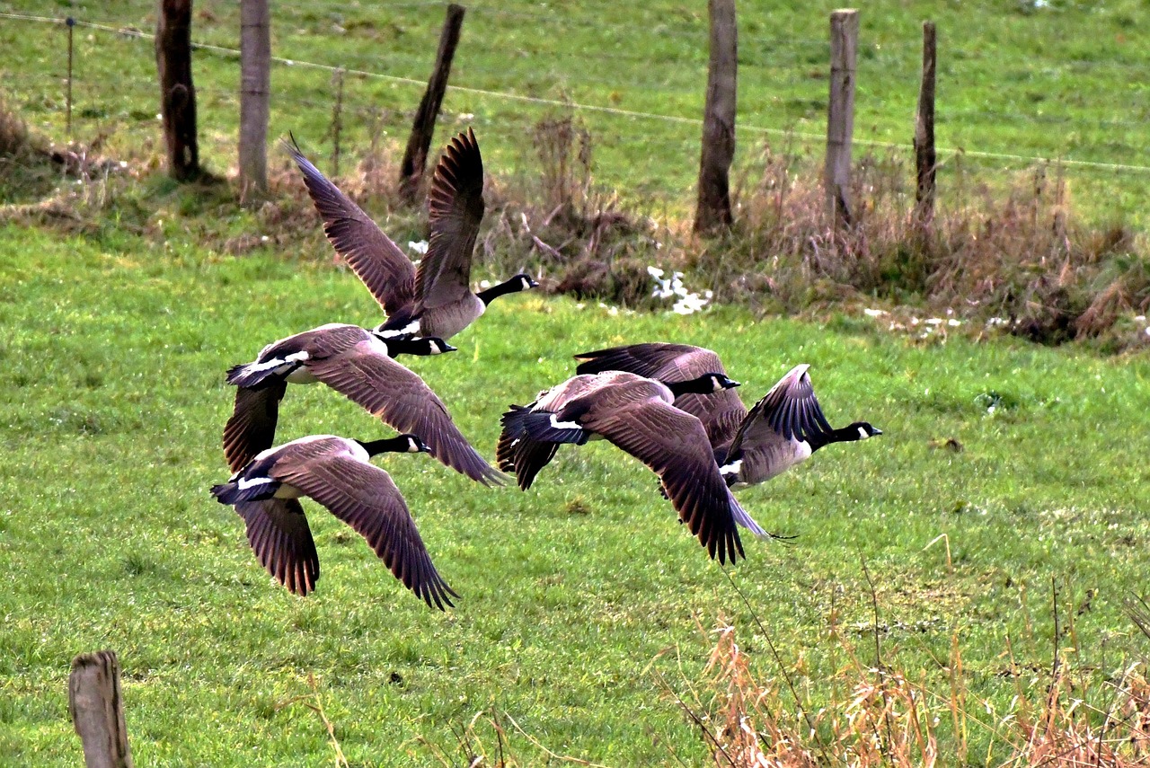 The Wild Geese Birds - Free photo on Pixabay - Pixabay