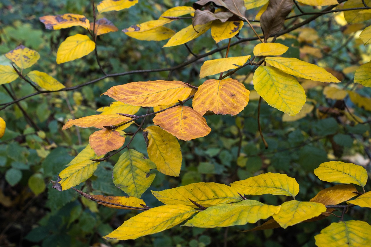 Más de 90 000 imágenes gratis de Autumn Attraction y Naturaleza - Pixabay