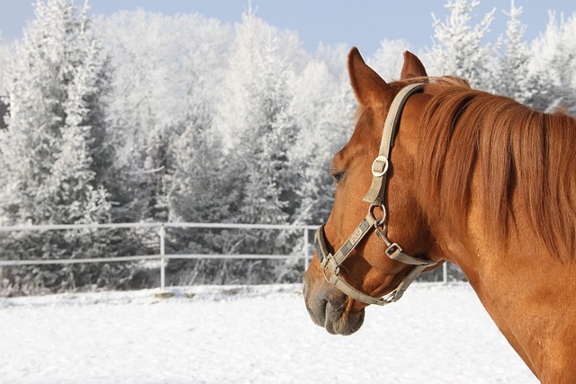 200+ Free Red Horse & Horse Images - Pixabay
