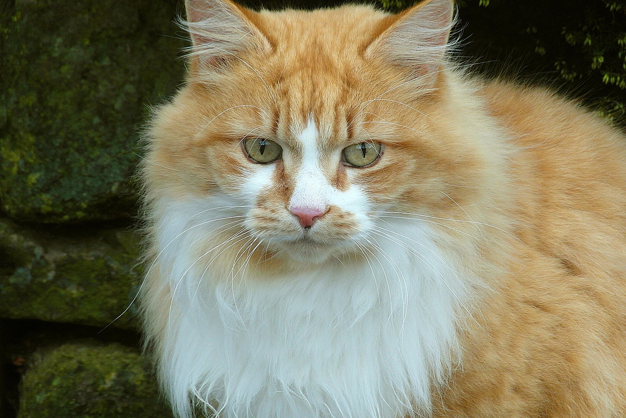 Cat Thoroughbred Fur - Free photo on Pixabay