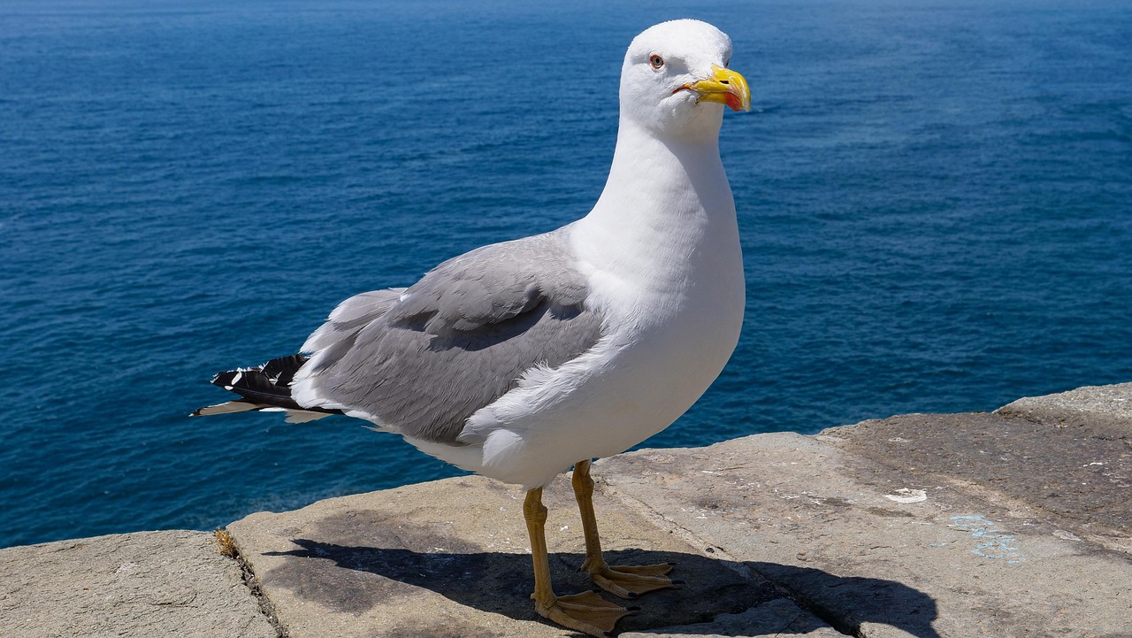 Mouette Mer Des Oiseaux La - Photo gratuite sur Pixabay - Pixabay