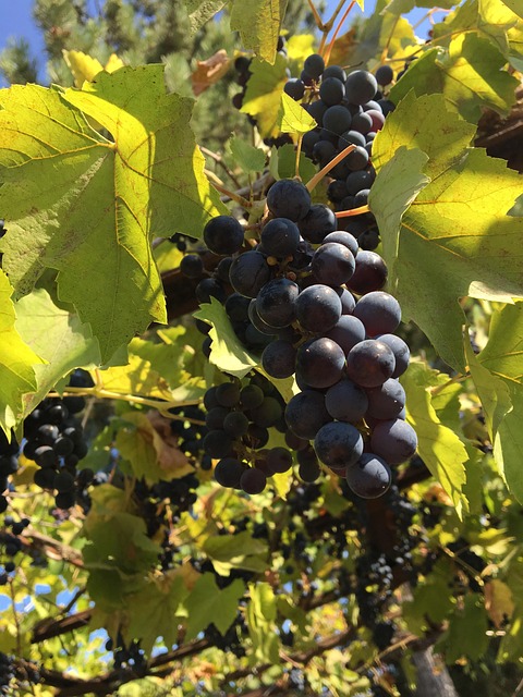 Racimo De Uvas Fruta - Foto gratis en Pixabay - Pixabay