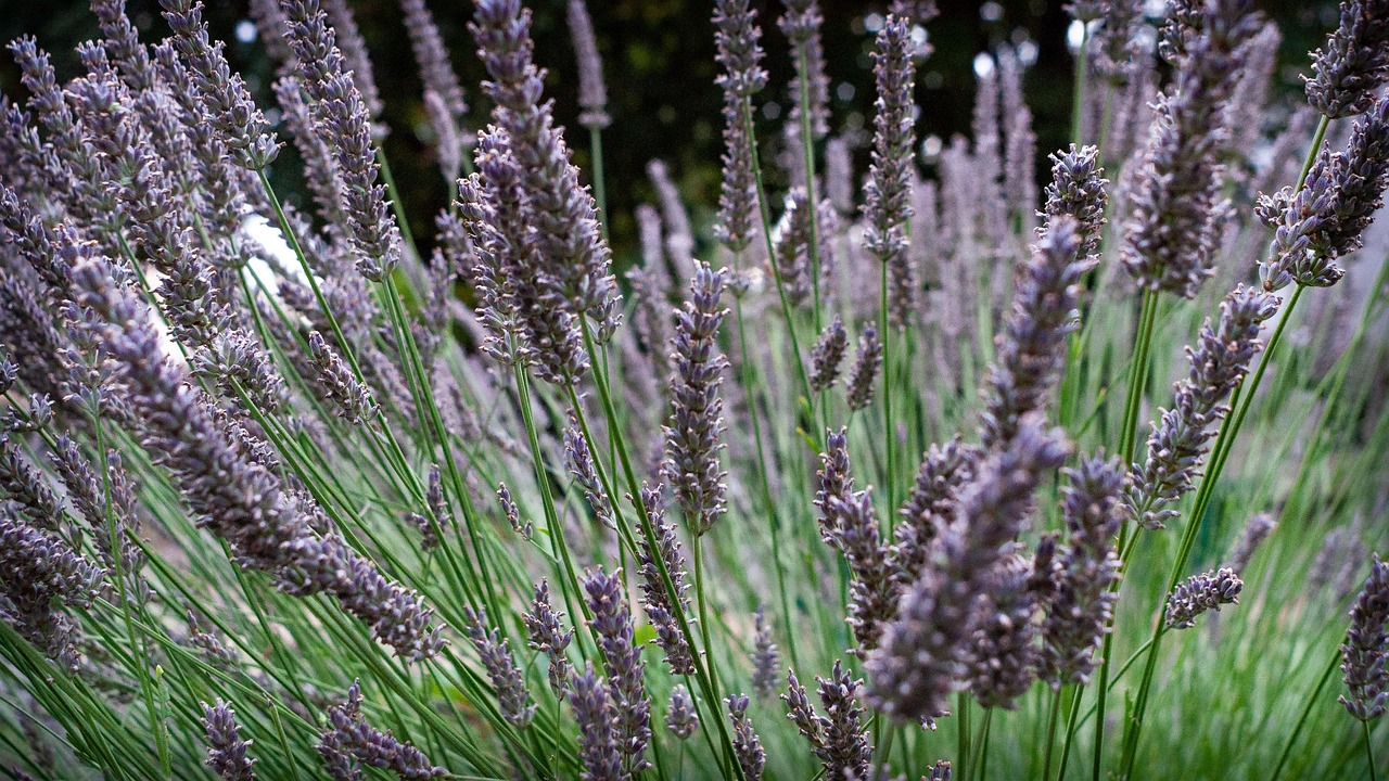 Lavanda Flores Naturaleza - Foto gratis en Pixabay - Pixabay