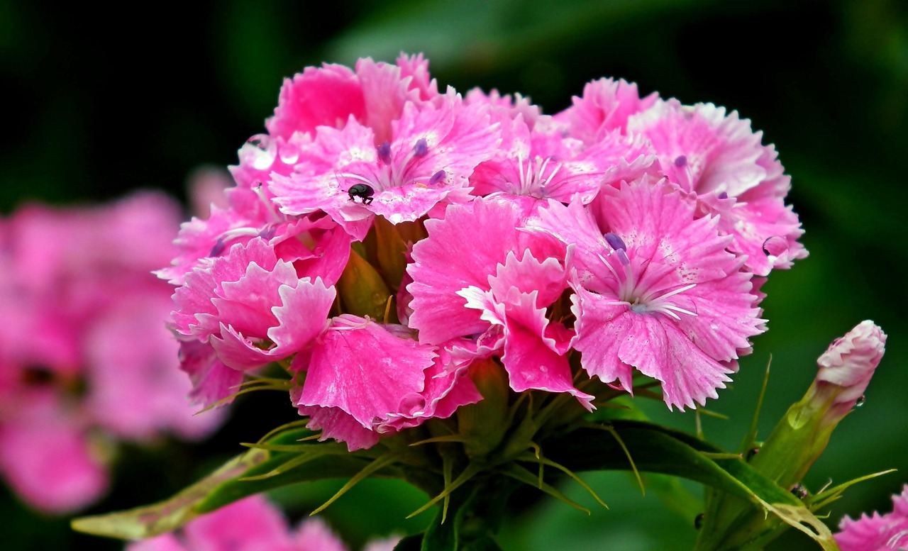 Gożdziki Batu Bunga-Bunga Taman - Foto gratis di Pixabay - Pixabay