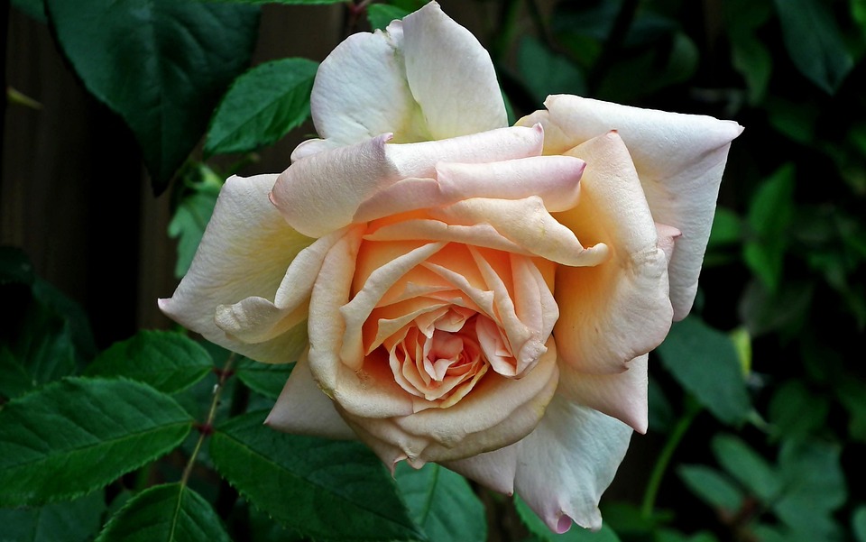 Rose Blume Romantisch - Kostenloses Foto auf Pixabay