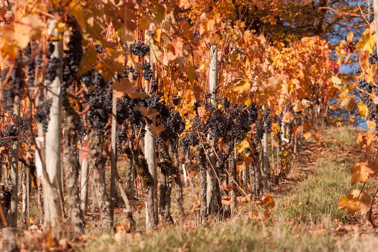 Tombe Vignoble Vignes - Photo gratuite sur Pixabay - Pixabay