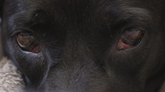 Perro Ojos Párpado - Foto gratis en Pixabay - Pixabay