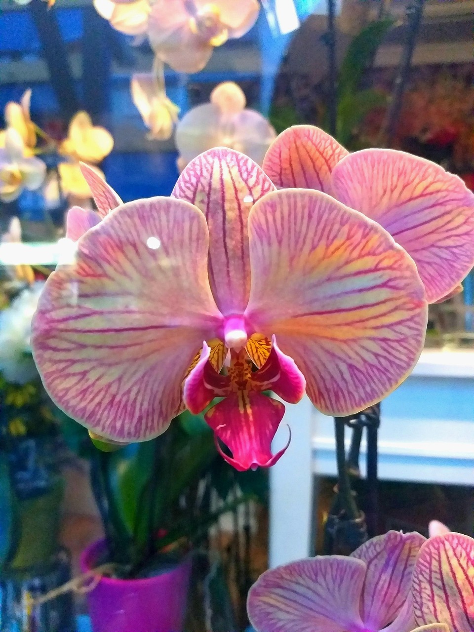 Orquídea Cor Natureza - Foto gratuita no Pixabay - Pixabay