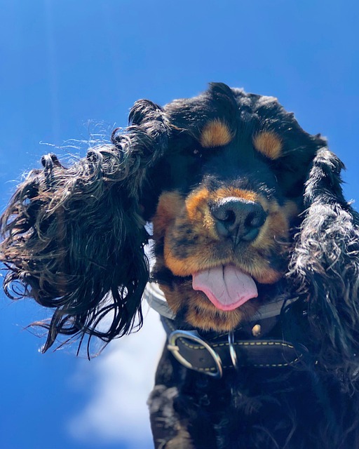 Salty Dog Happy Elliot - Free photo on Pixabay - Pixabay