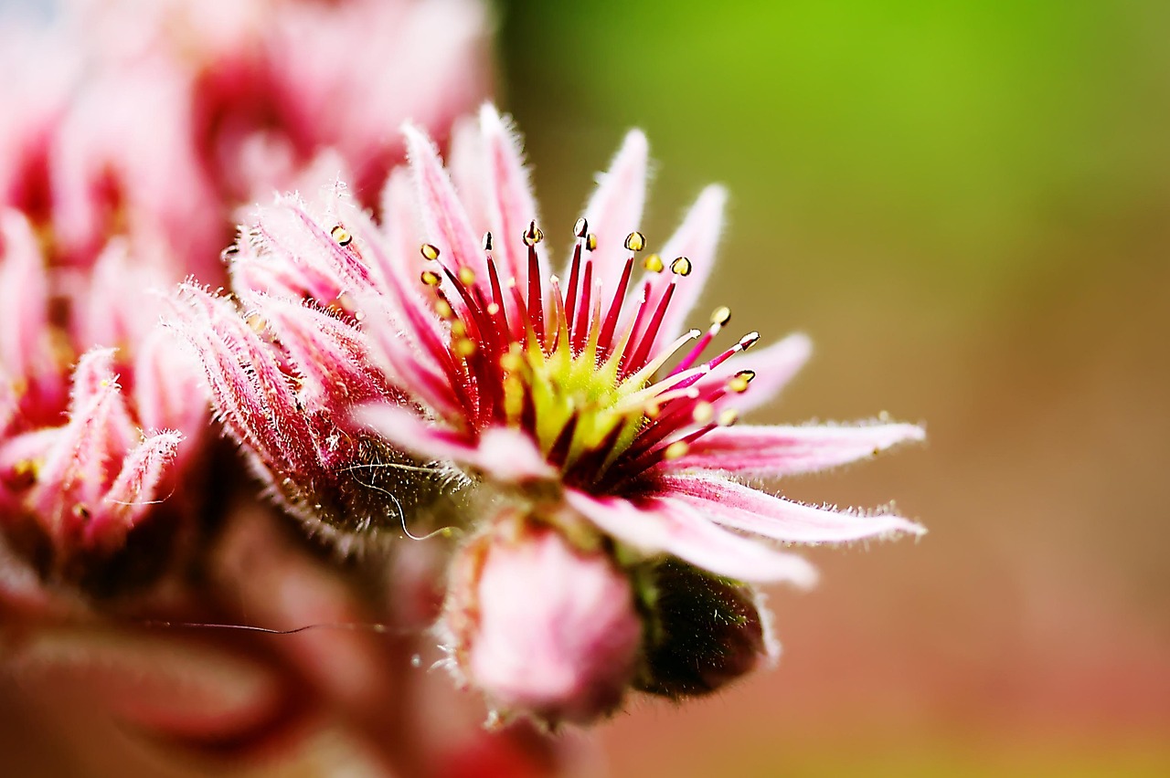 Fleurs Macro La Nature - Photo gratuite sur Pixabay - Pixabay