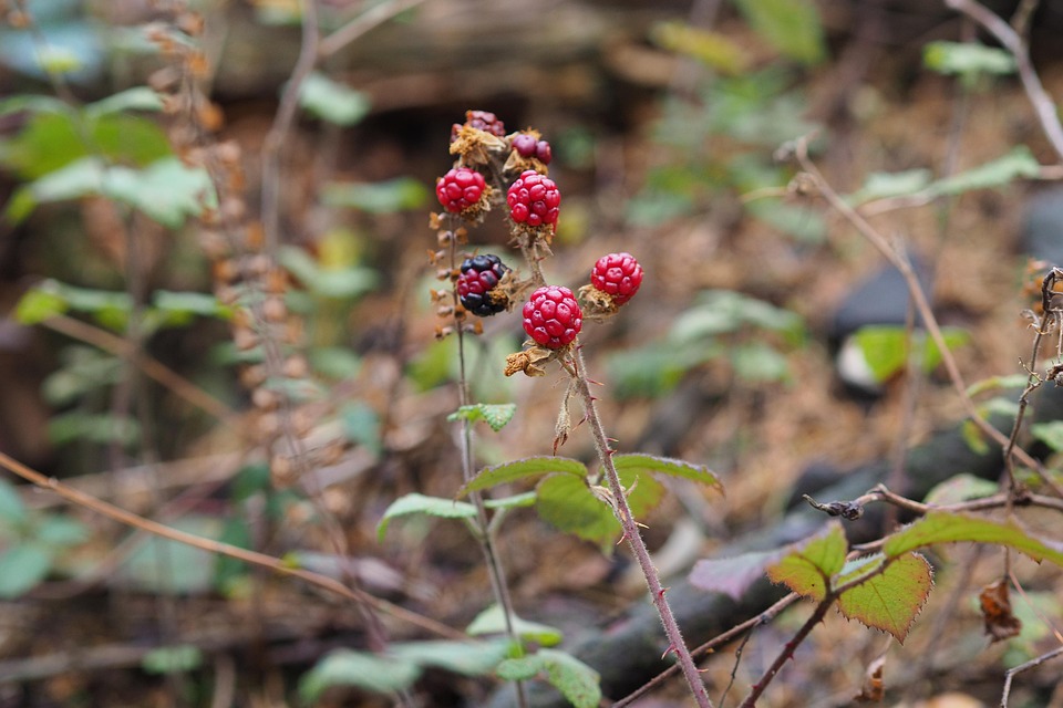 Wild Berries Forest Floor - Free photo on Pixabay
