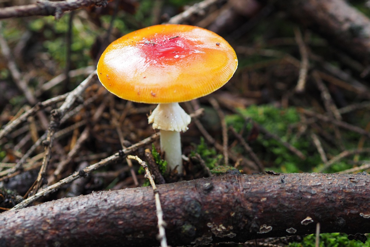 Champiñón Bosque Suelo Del - Foto gratis en Pixabay - Pixabay