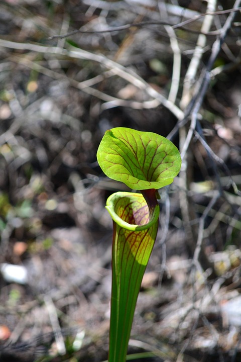 Pitcher Plant Florida Nature - Free photo on Pixabay